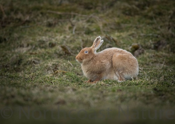 Surprising Wildlife Finds of the Causeway Coast & Glens - Causeway ...